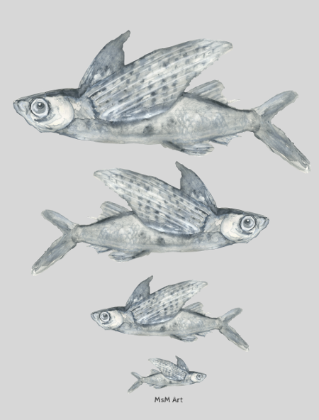 Flyvefisk - Plakater Dyr - MsM Art